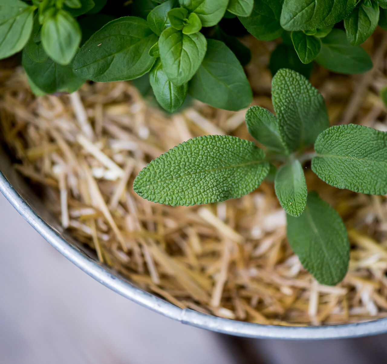 GardenStraw — HealthiStraw